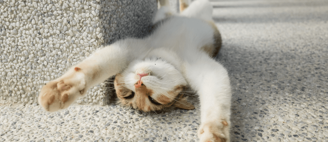 35 Cat Sleeping Meme Moments & GIFs That Will Make You LOL!