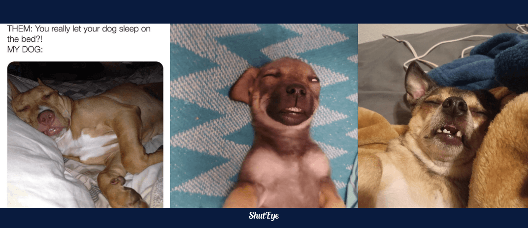 30+ Relatable and Funny Dog Sleeping Meme Moments 2024