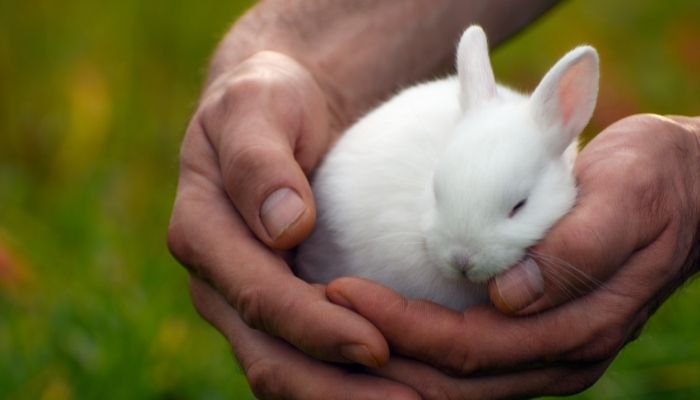 What Does It Mean When You Dream About Rabbits ShutEye
