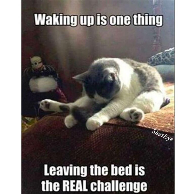 30 Funny Waking Up Memes That Brighten Your Day ShutEye