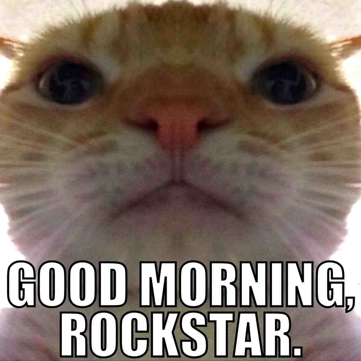 30 Funny Good Morning Memes In 2024 Start Your Day Right 