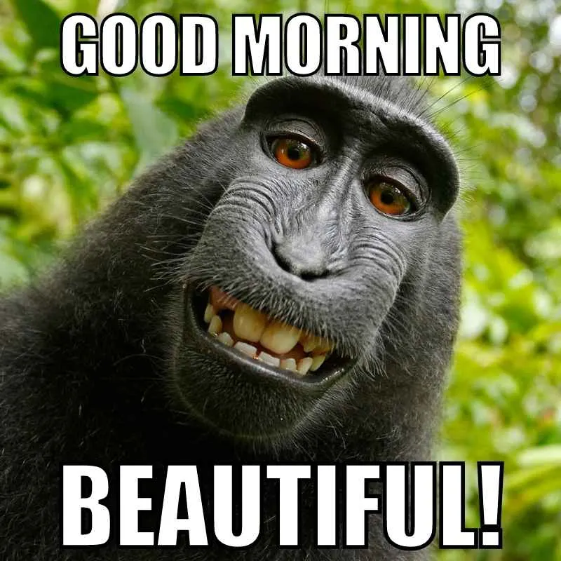 30 Funny Good Morning Memes In 2024 Start Your Day Right 30 Funny Good Morning Memes In 2024 Start Your Day Right