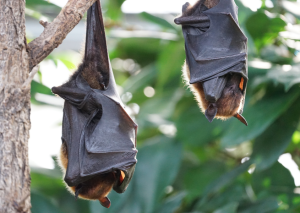 What Does It Mean to Dream About Bats? - Full Interpretation