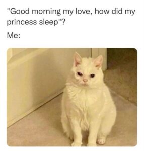 40+ Best Sleeping Meme To Keep You Laughing In Bed (2024)