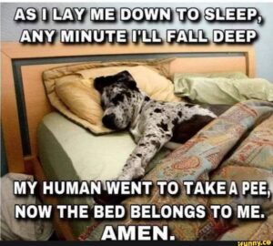 30+ Relatable and Funny Dog Sleeping Meme Moments 2024