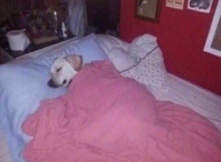 30+ Relatable and Funny Dog Sleeping Meme Moments 2024