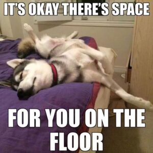 30+ Relatable and Funny Dog Sleeping Meme Moments 2024