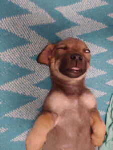 30+ Relatable and Funny Dog Sleeping Meme Moments 2024