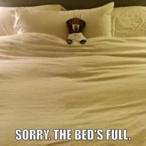 30+ Relatable and Funny Dog Sleeping Meme Moments 2024